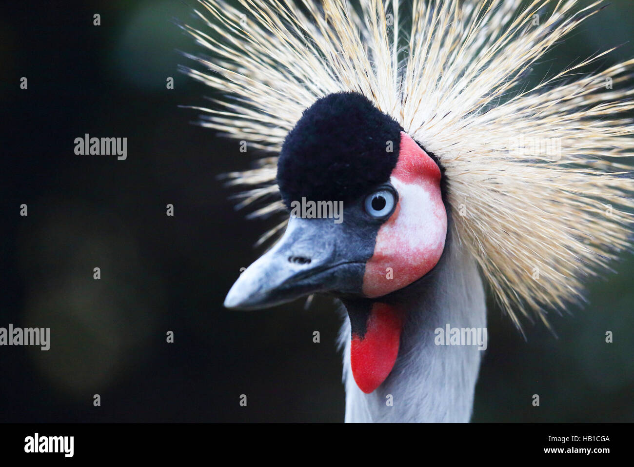 Crown crane hi-res stock photography and images - Alamy