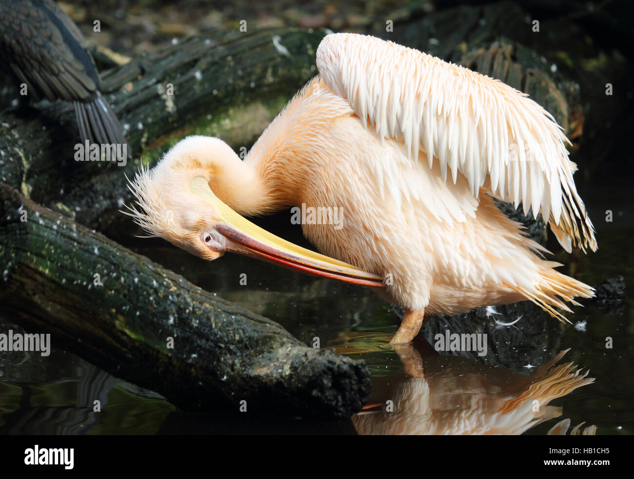 Pelikan hi-res stock photography and images - Alamy