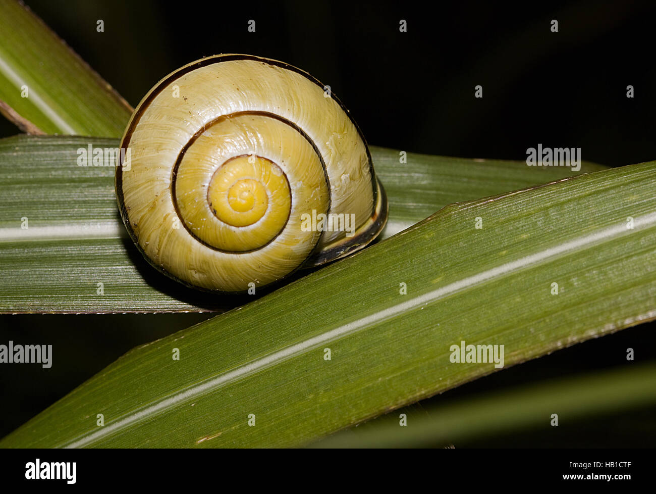 Brown-lipped snail Cepaea nemoralis Stock Photo - Alamy