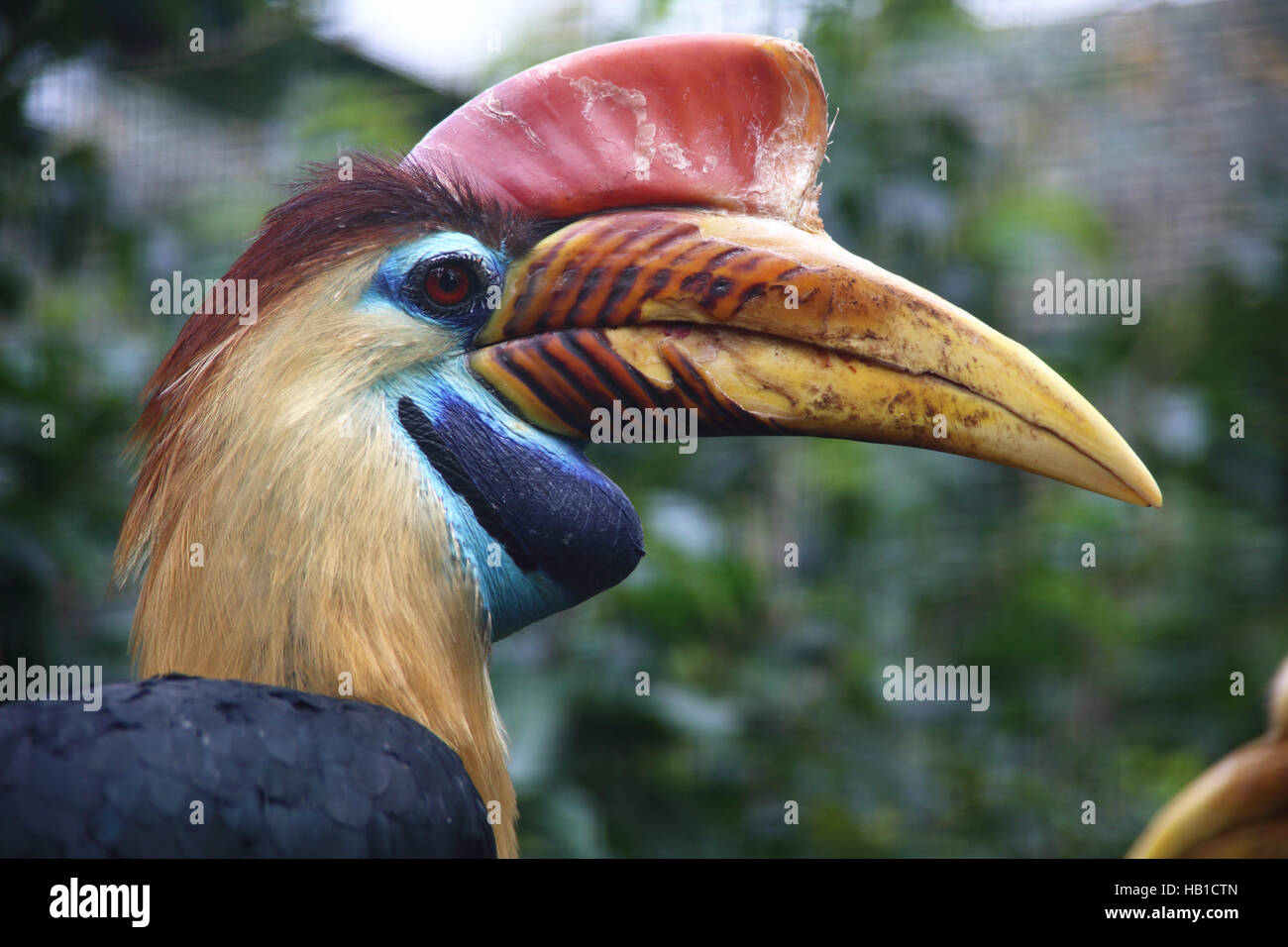 Tucan hi-res stock photography and images - Alamy