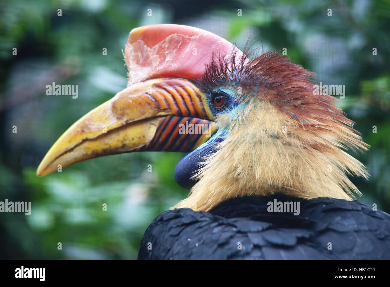 Toko tucan hi-res stock photography and images - Alamy