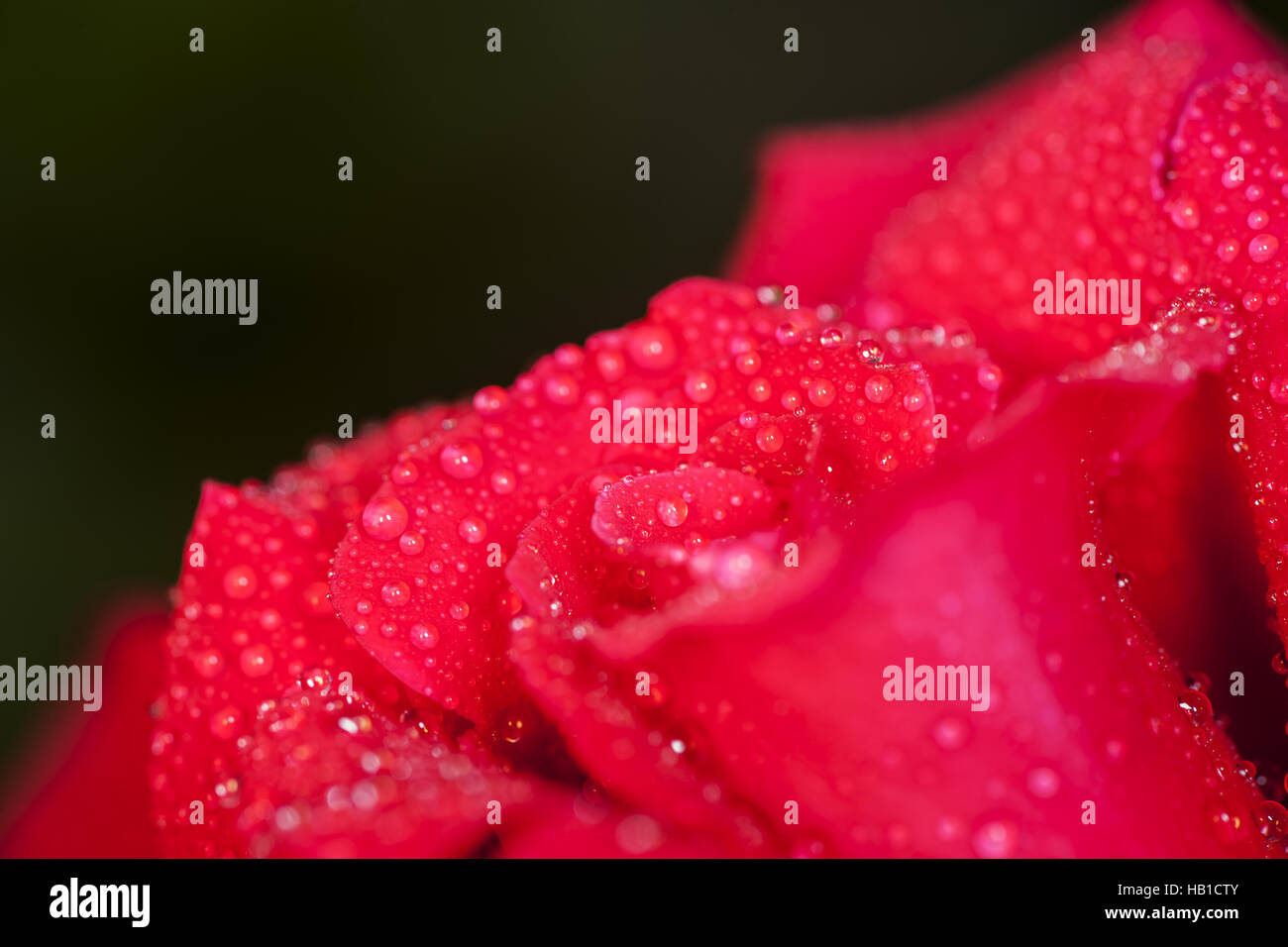 red rose half vertical Stock Photo - Alamy