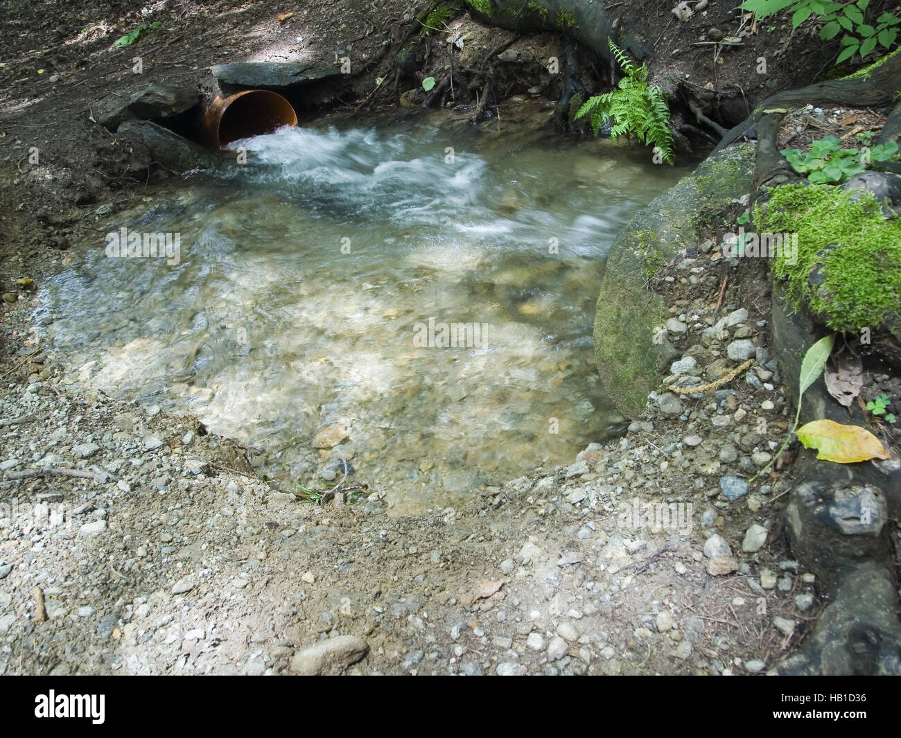 Water source in the forest Stock Photo - Alamy