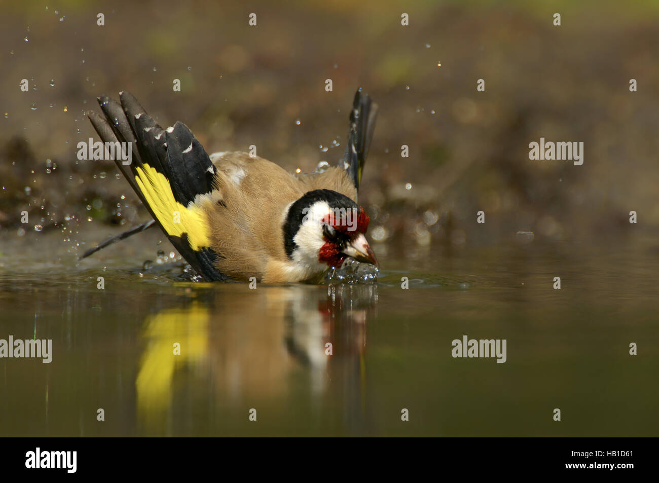 Steglits hi-res stock photography and images - Alamy