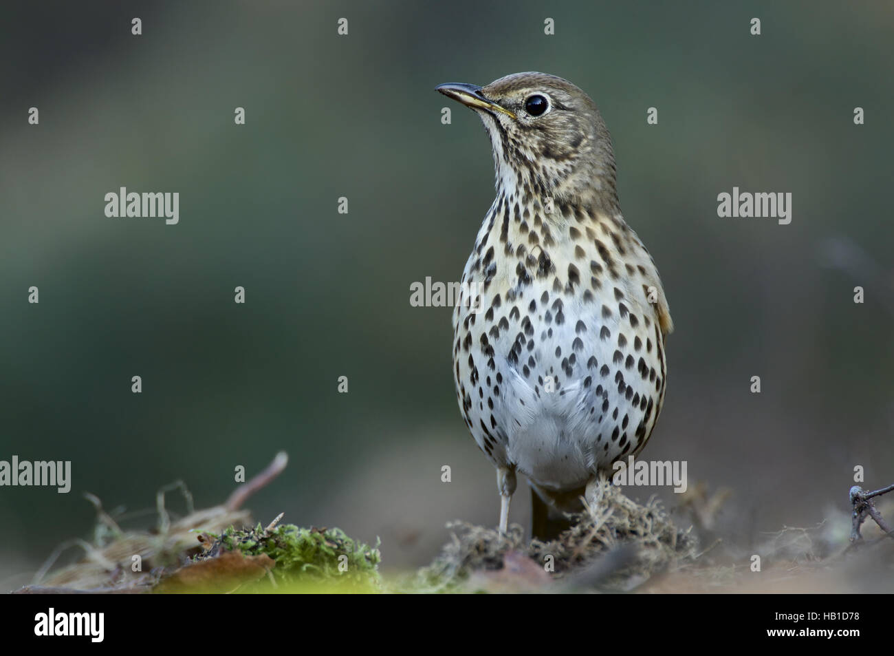Song trush hi-res stock photography and images - Alamy