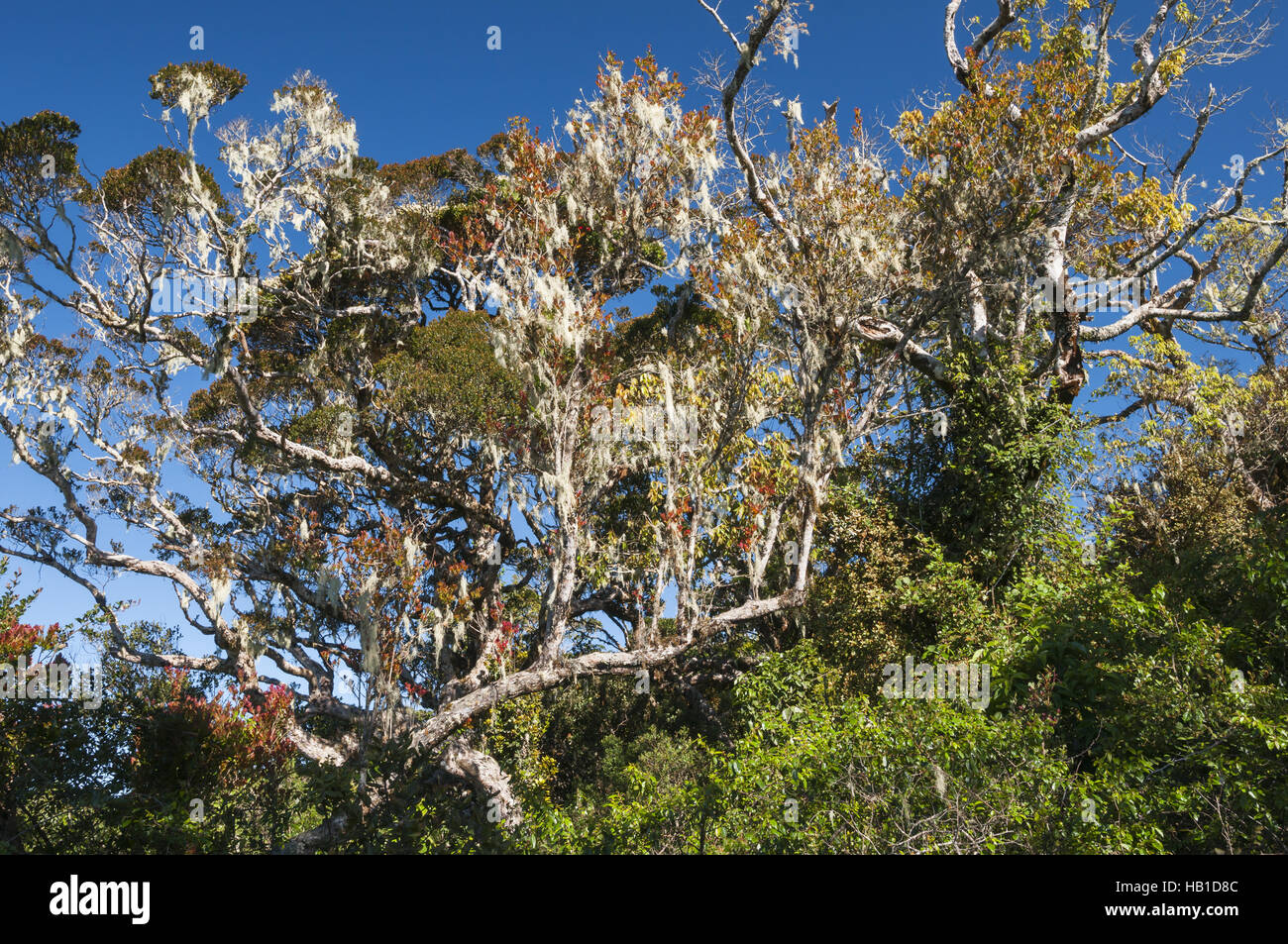 Horton Plains National Park Stock Photo - Alamy
