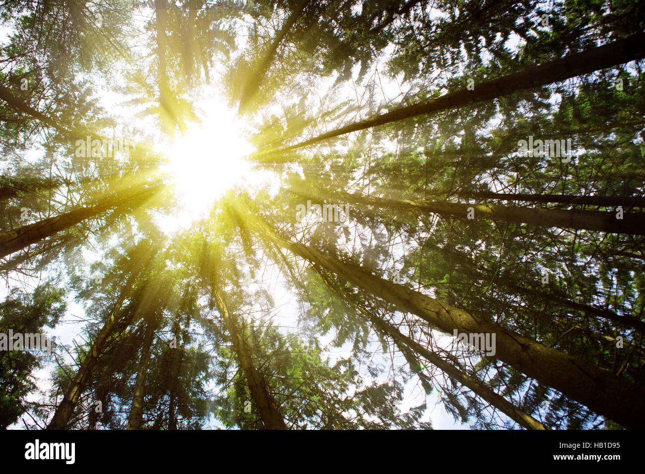 Sunlight in Forest Stock Photo - Alamy