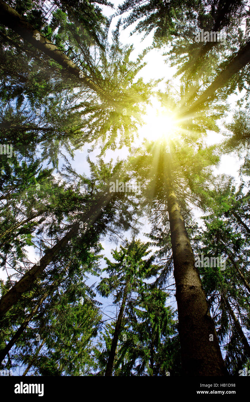 Sunlight in Forest Stock Photo - Alamy