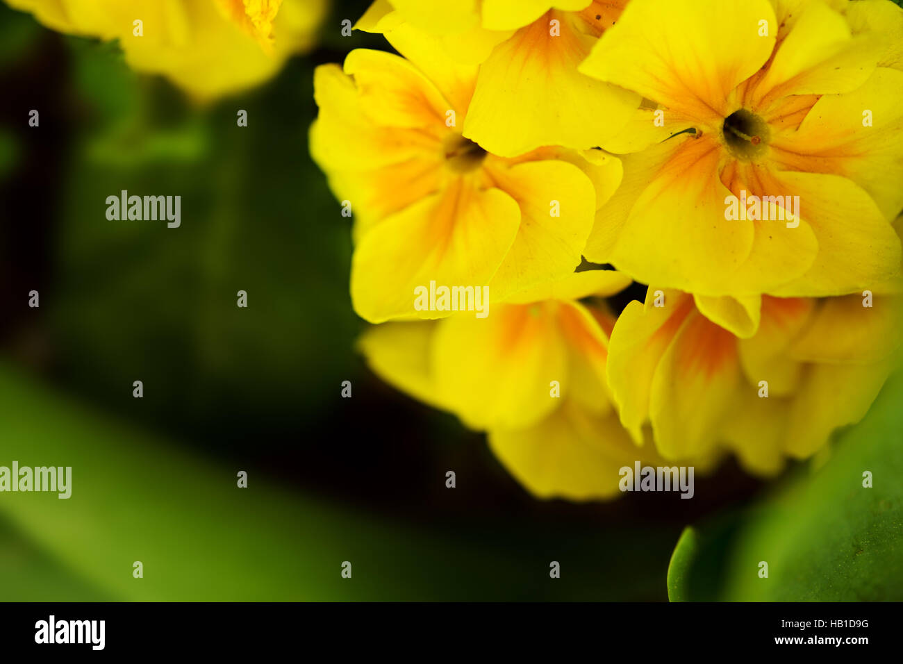 Macro yellow primrose Stock Photo - Alamy