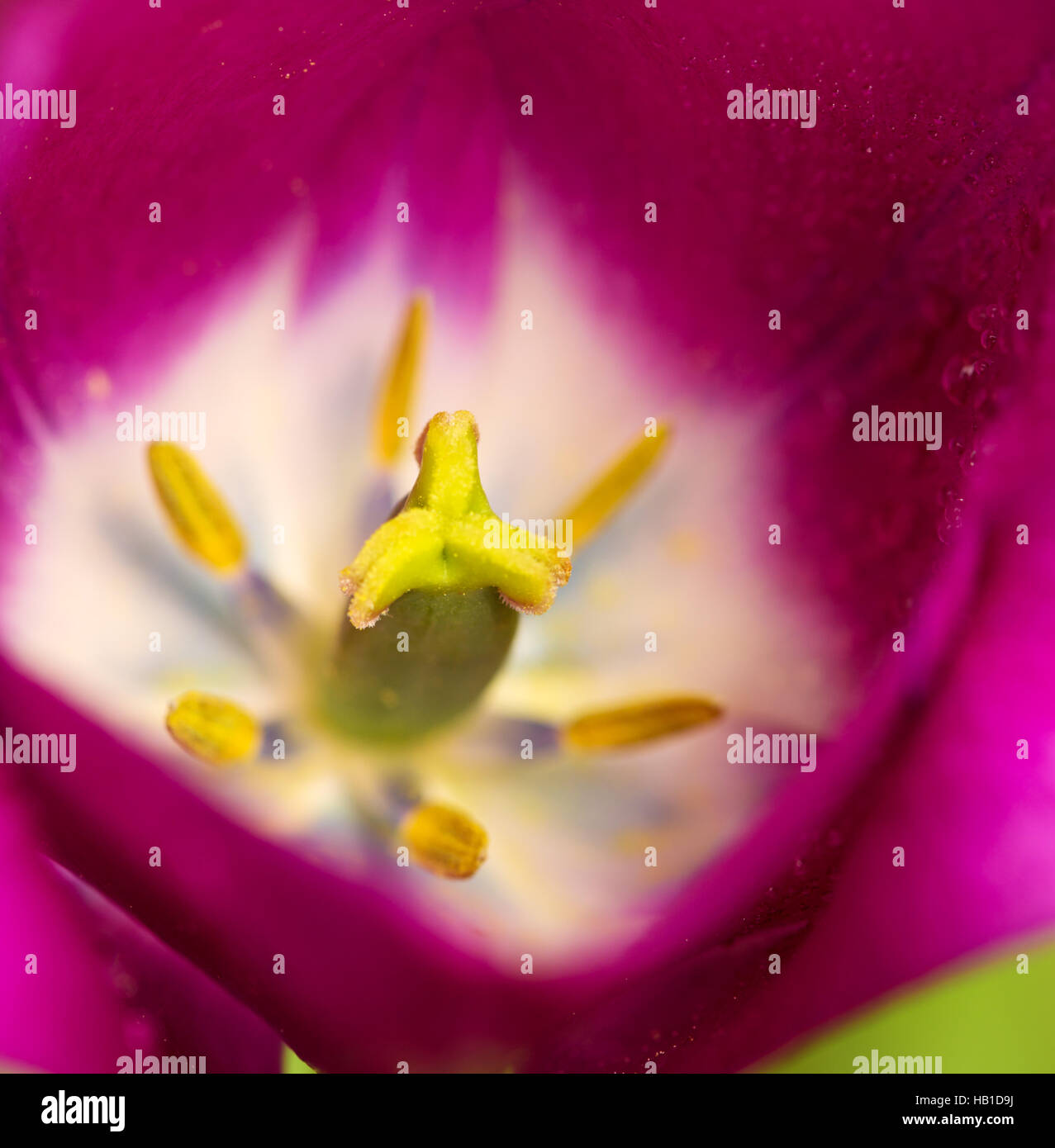 Purple Tulip Macro Stock Photo - Alamy