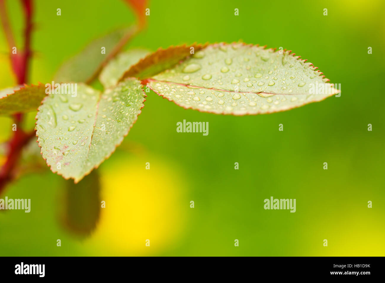Roses leaves hi-res stock photography and images - Alamy