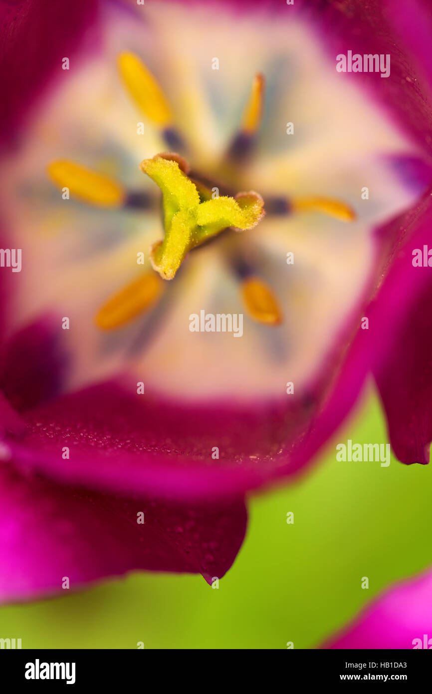 Macro of tulip hi-res stock photography and images - Alamy