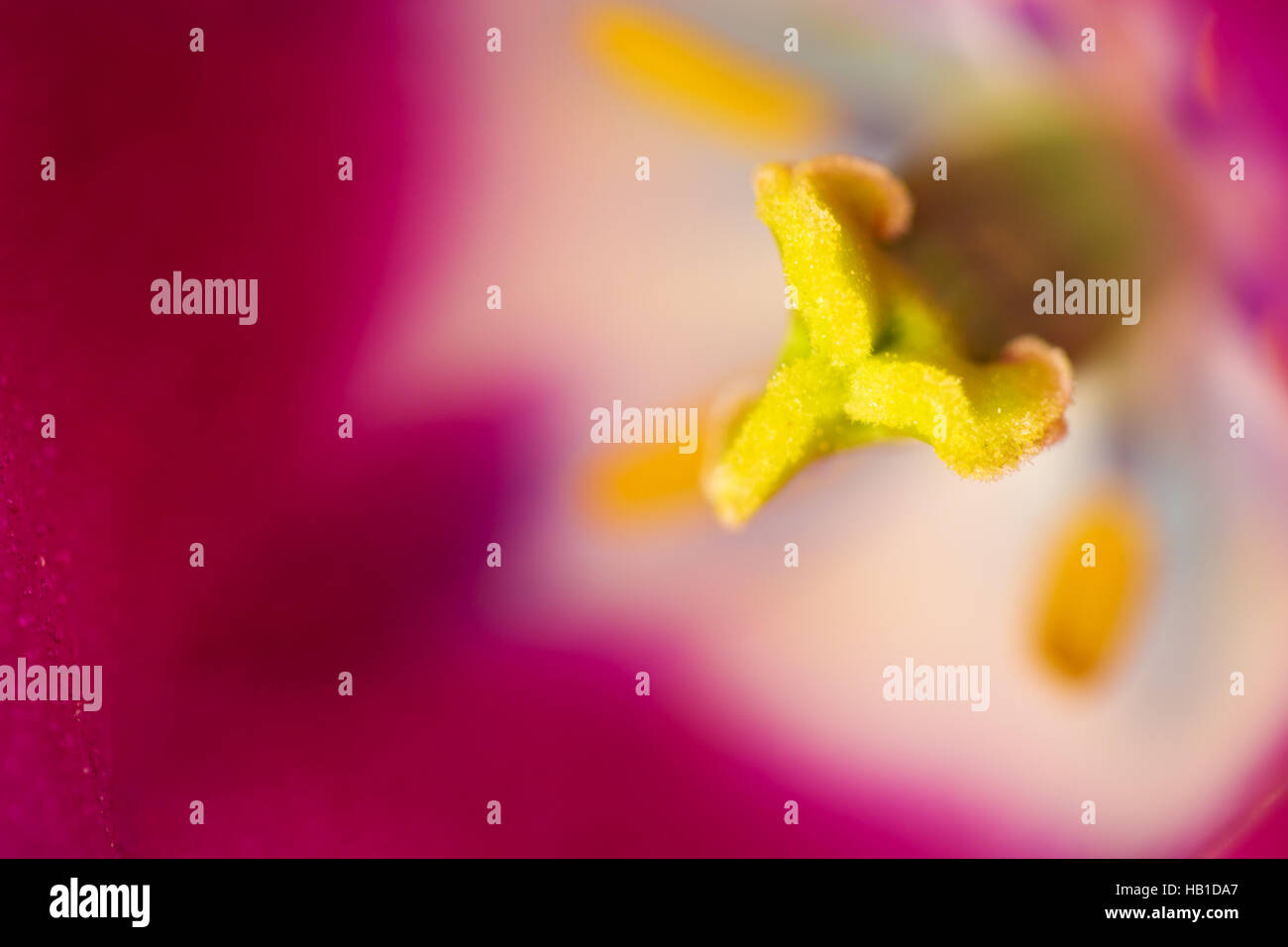 Macro photography tulip hi-res stock photography and images - Alamy