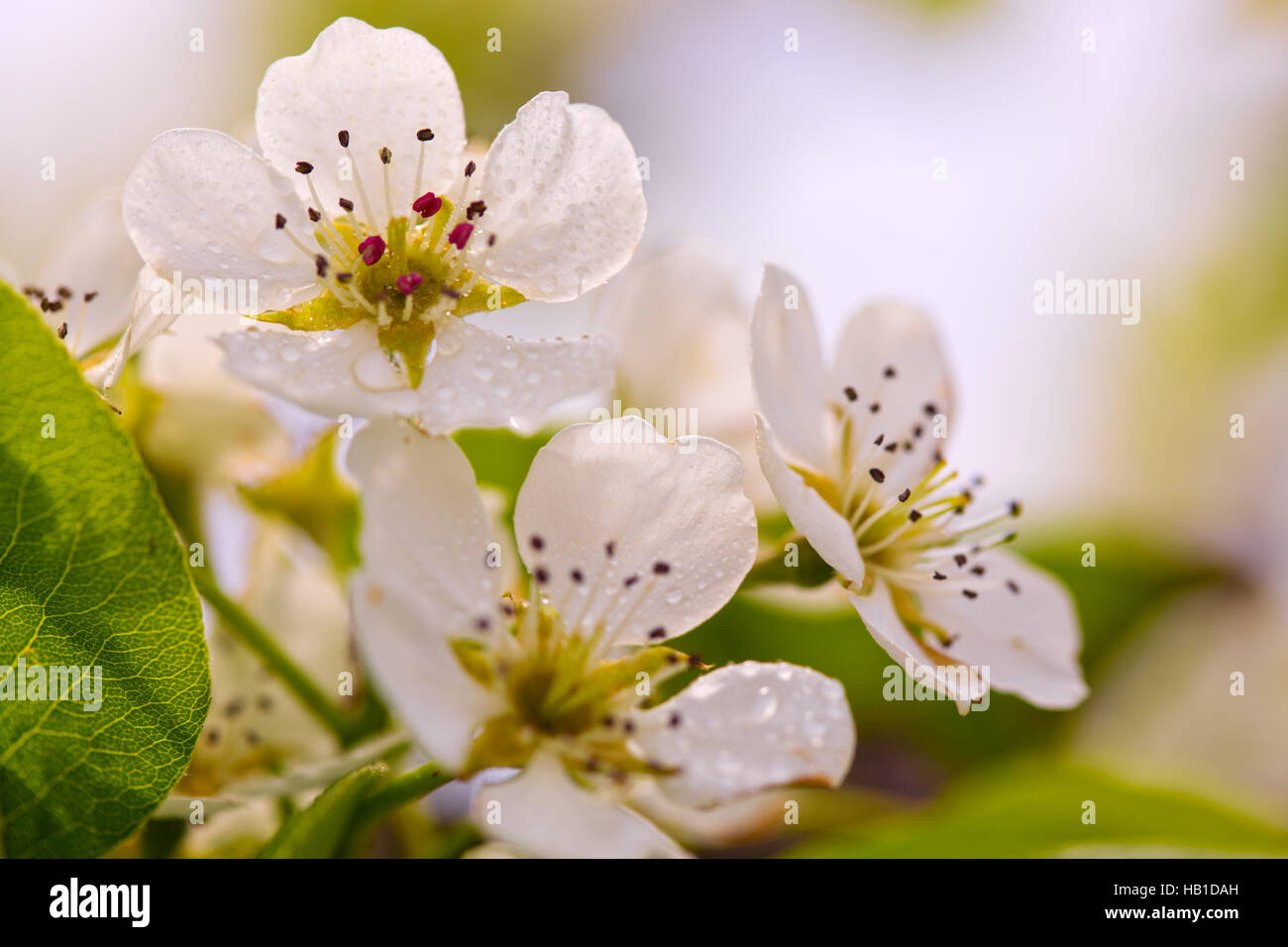 White blossoms tree hi-res stock photography and images - Alamy