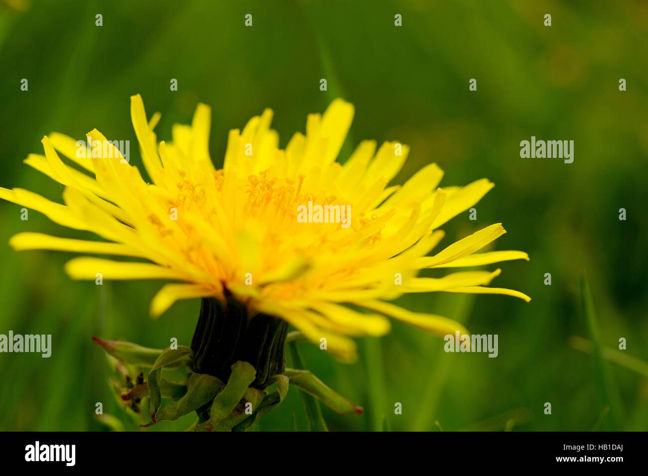 Yellow dandelion flower Stock Photo - Alamy