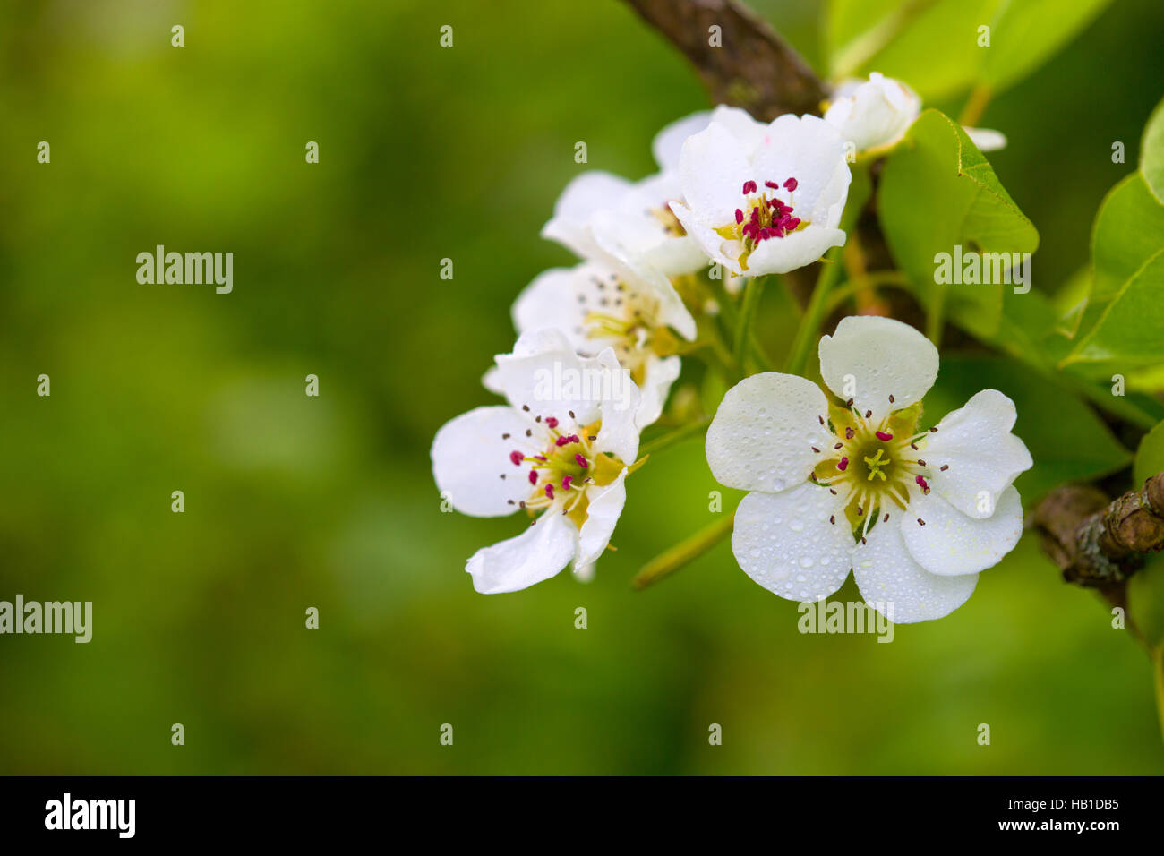 White blossoms tree hi-res stock photography and images - Alamy