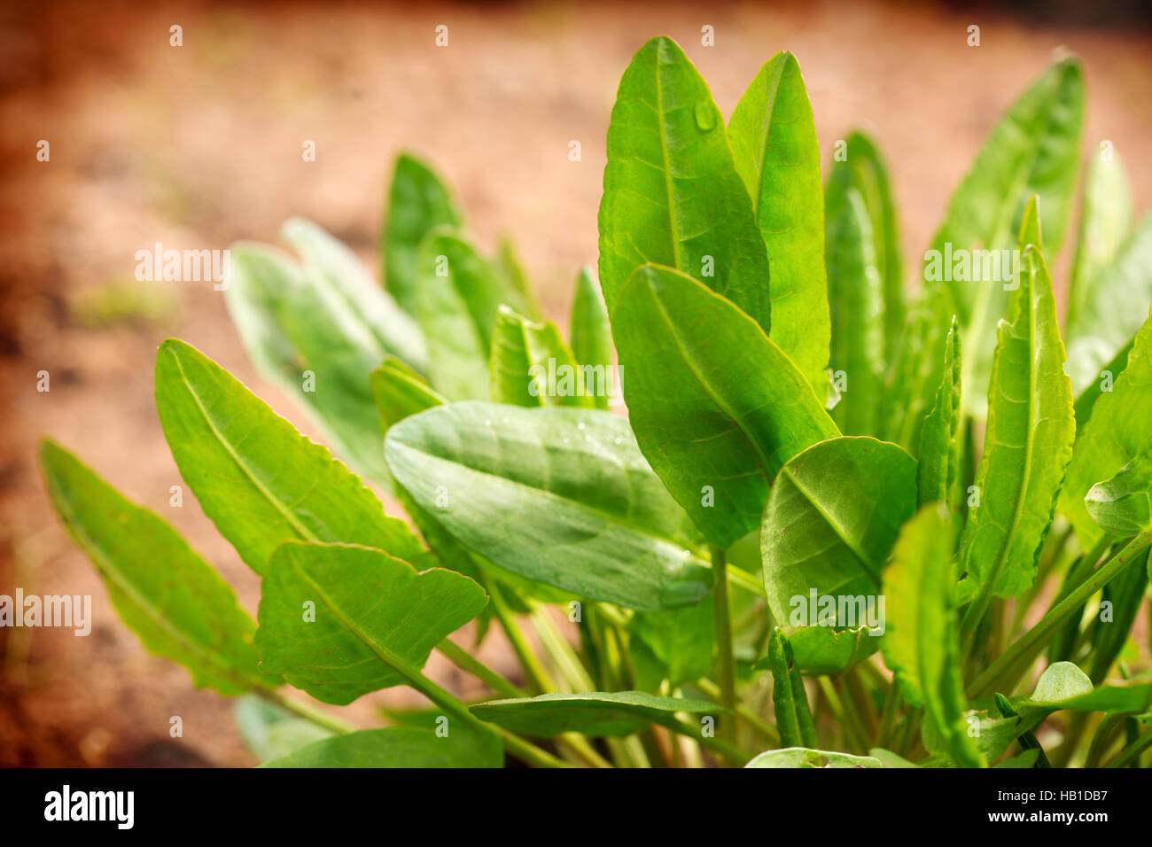 Sorrel color hi-res stock photography and images - Alamy