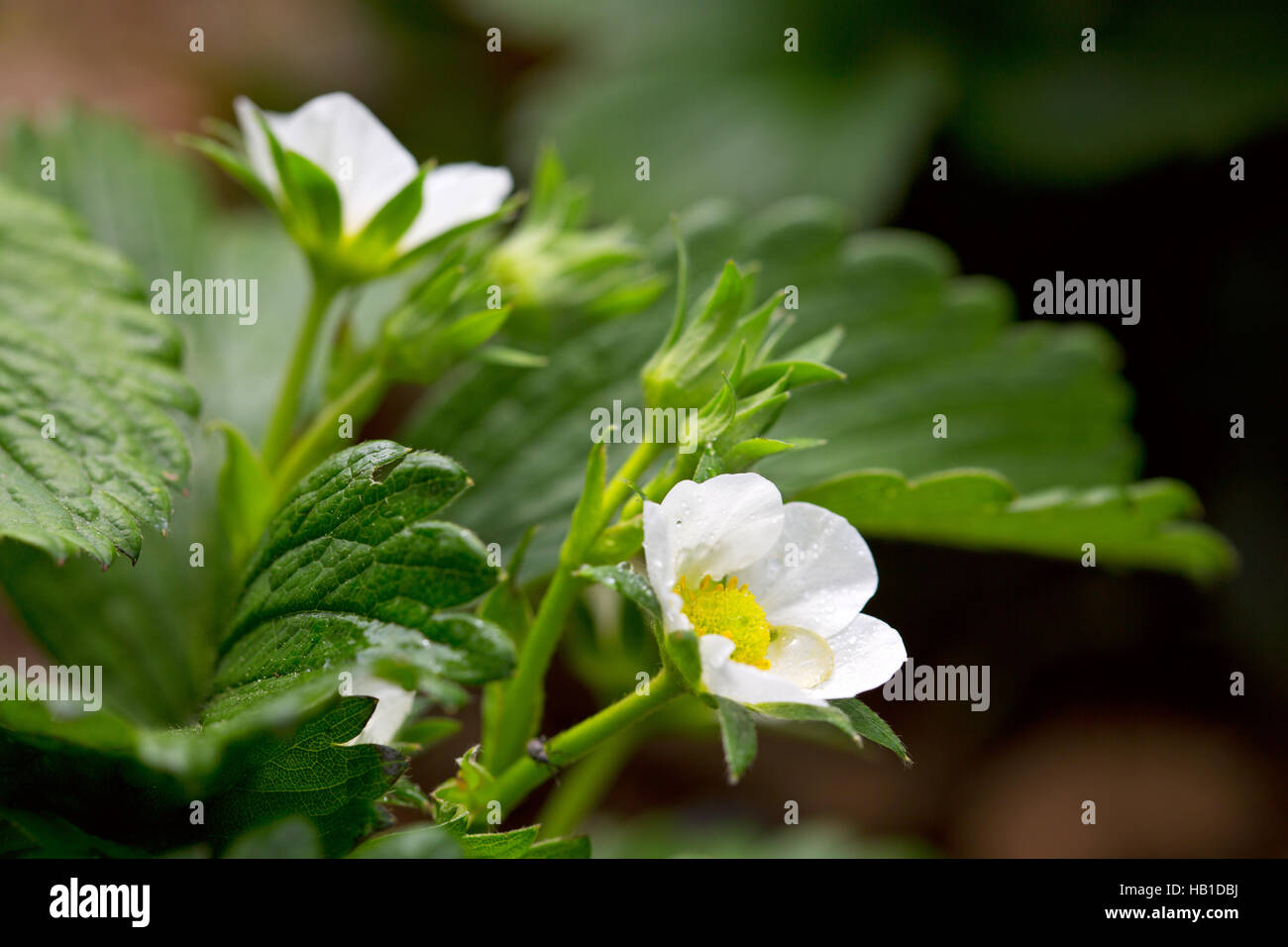 Strawberry flowers hi-res stock photography and images - Alamy