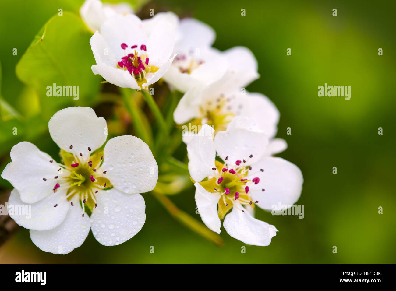 White blossoms tree hi-res stock photography and images - Alamy