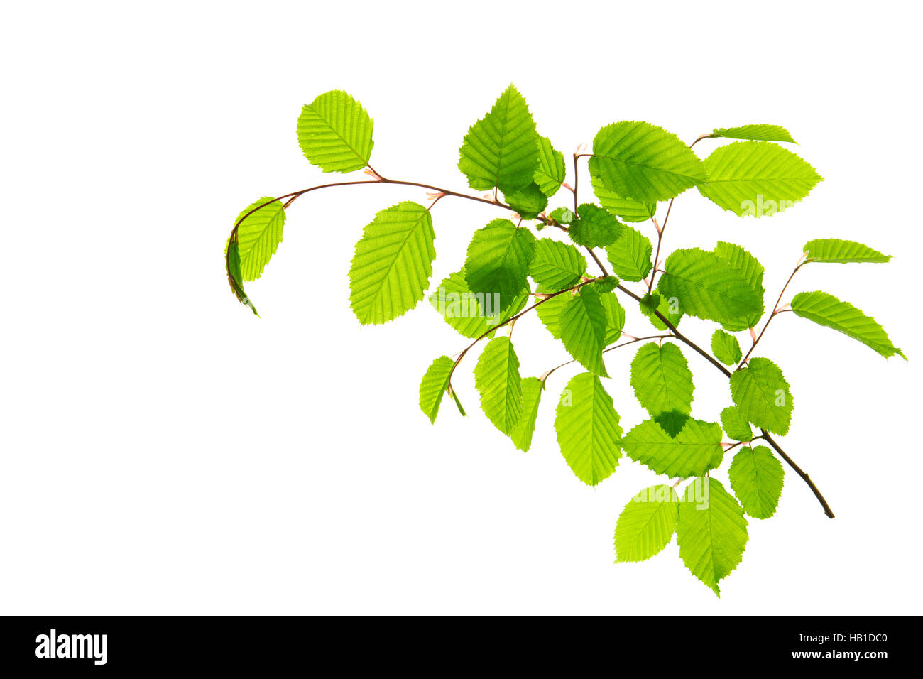 Fresh Green Leaves isolated Stock Photo - Alamy