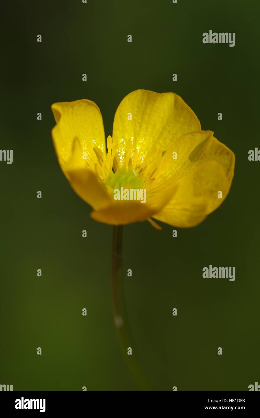 Buttercup bloom hi-res stock photography and images - Alamy