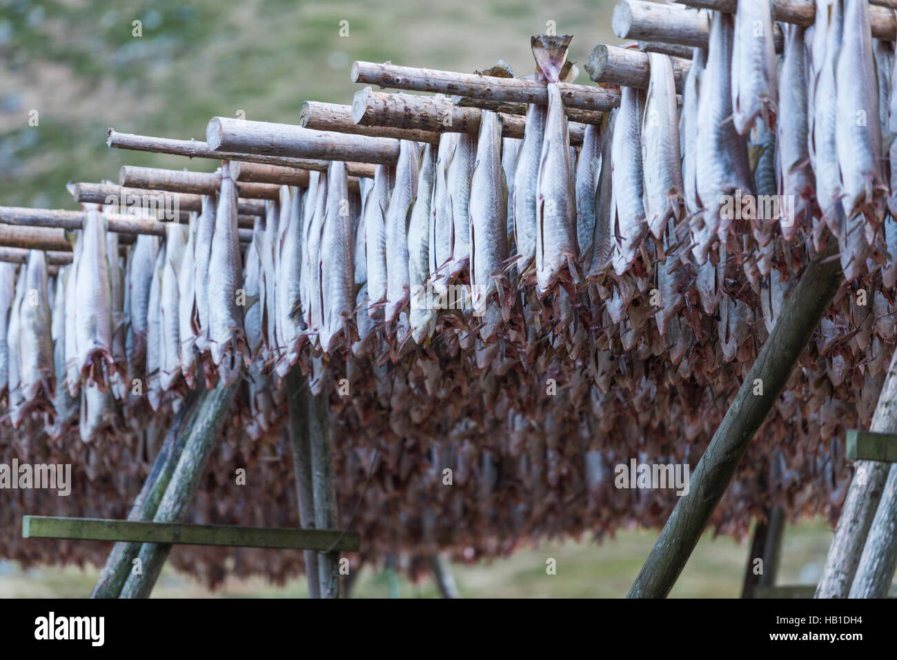 Lofoten dorsch hi-res stock photography and images - Alamy