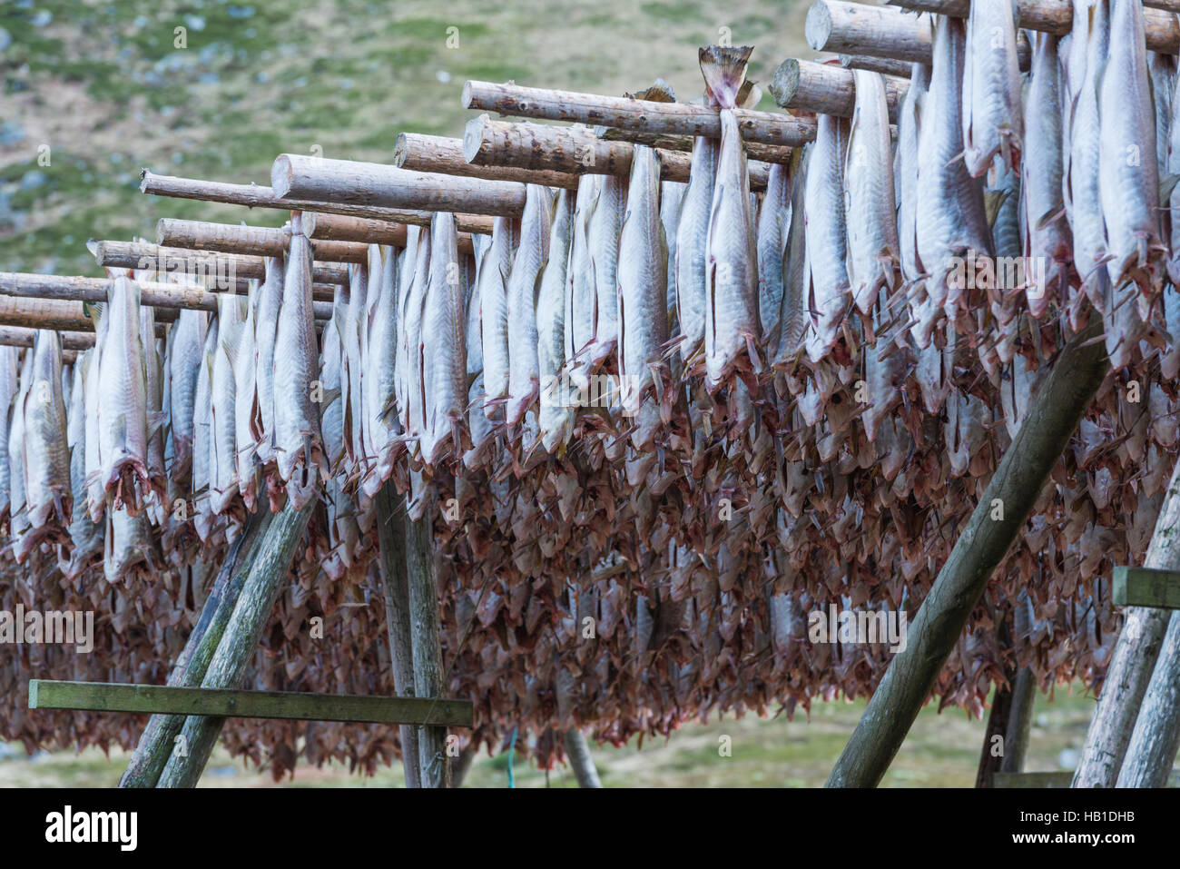 Lofoten dorsch hi-res stock photography and images - Alamy