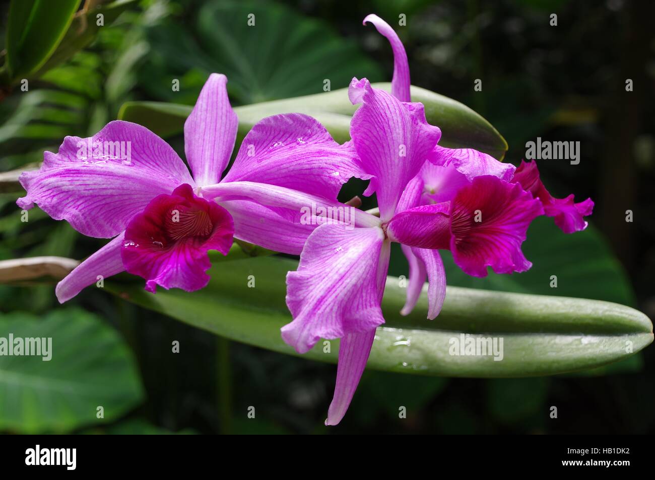 Orchidee orchideen hi-res stock photography and images - Alamy