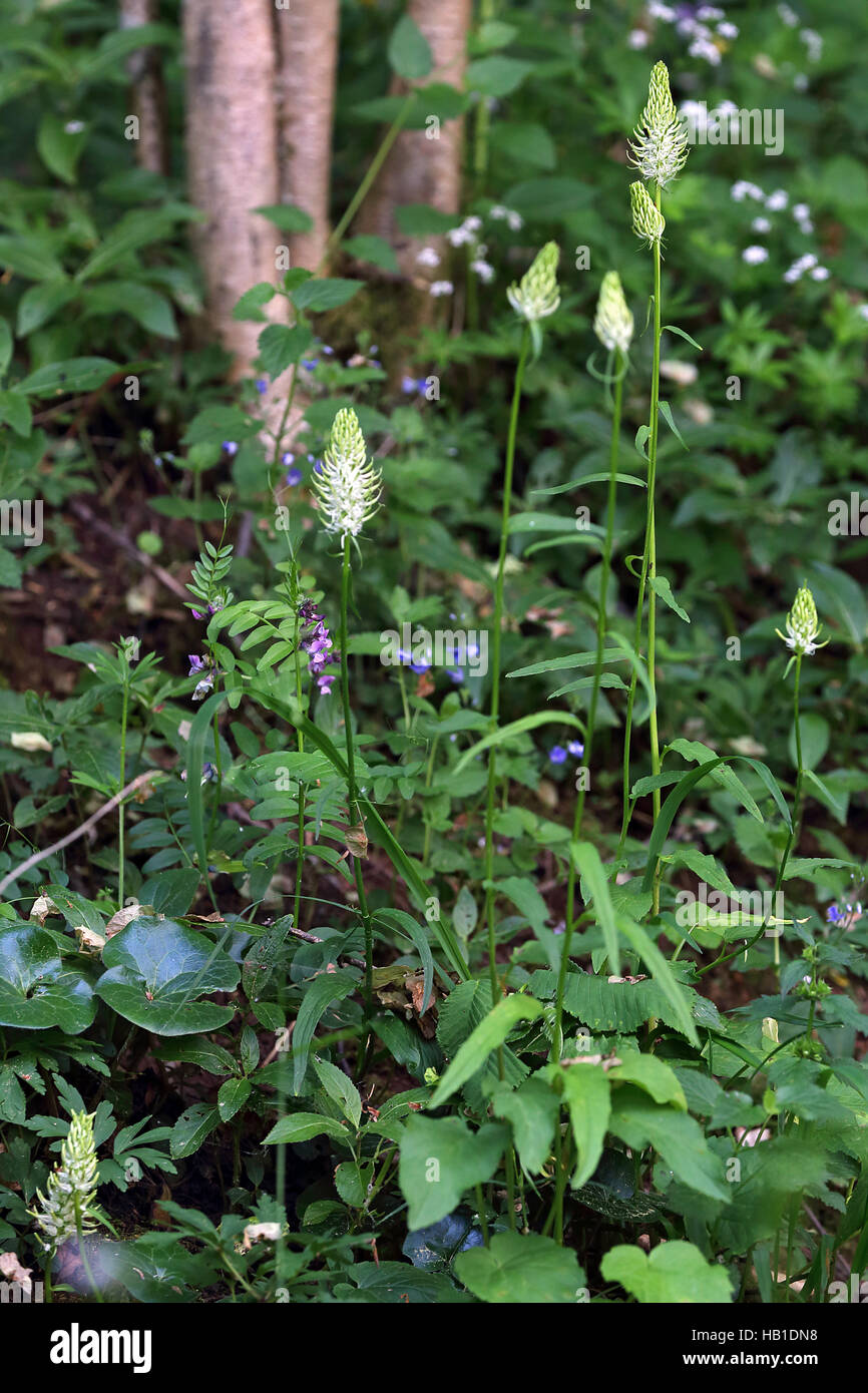 Spiked rampion phyteuma spicatum hi-res stock photography and images ...