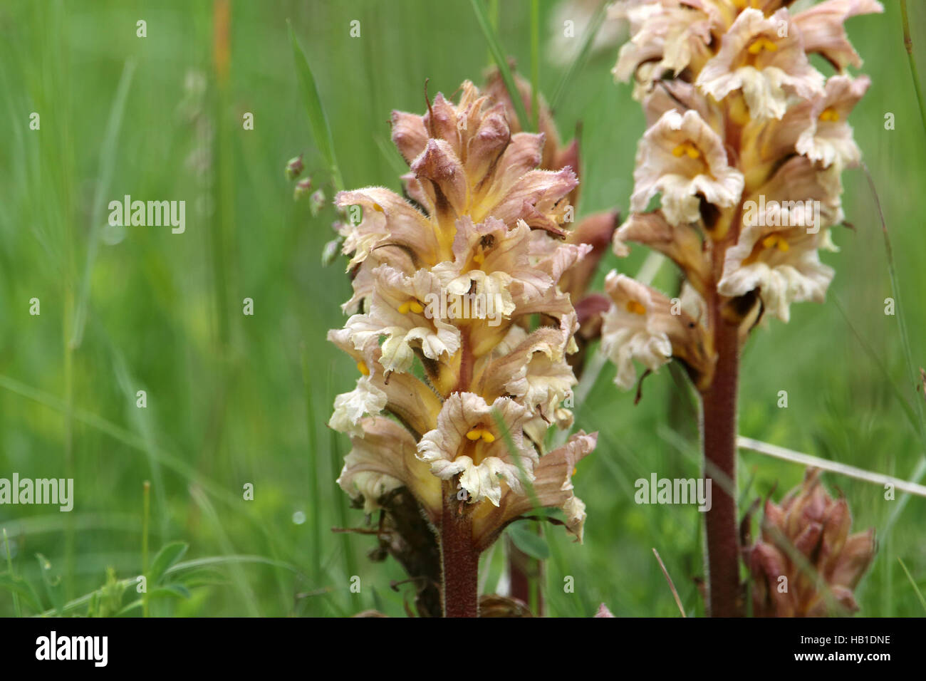 Orobanche lutea hi-res stock photography and images - Alamy