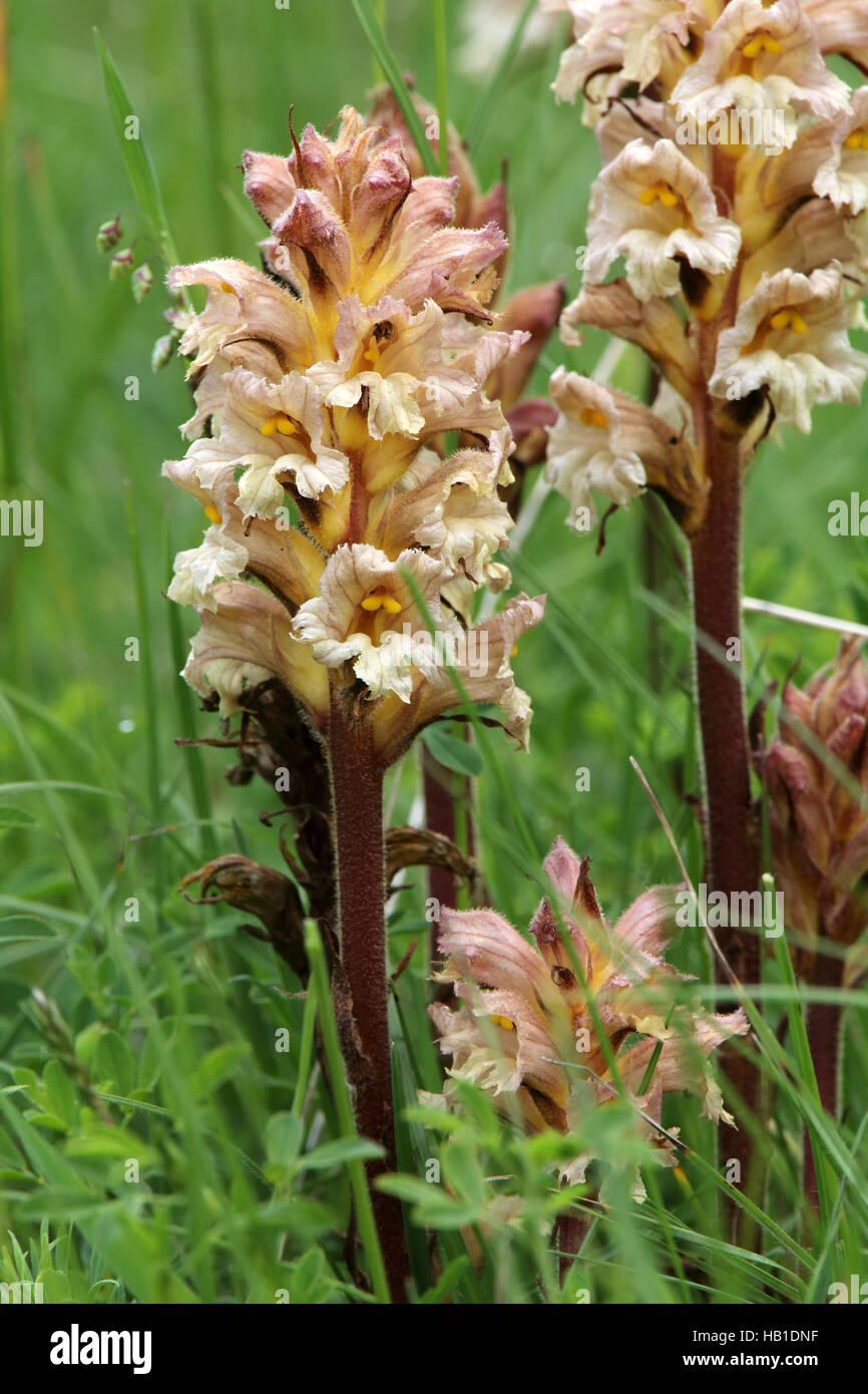 Yellow broomrape hi-res stock photography and images - Alamy