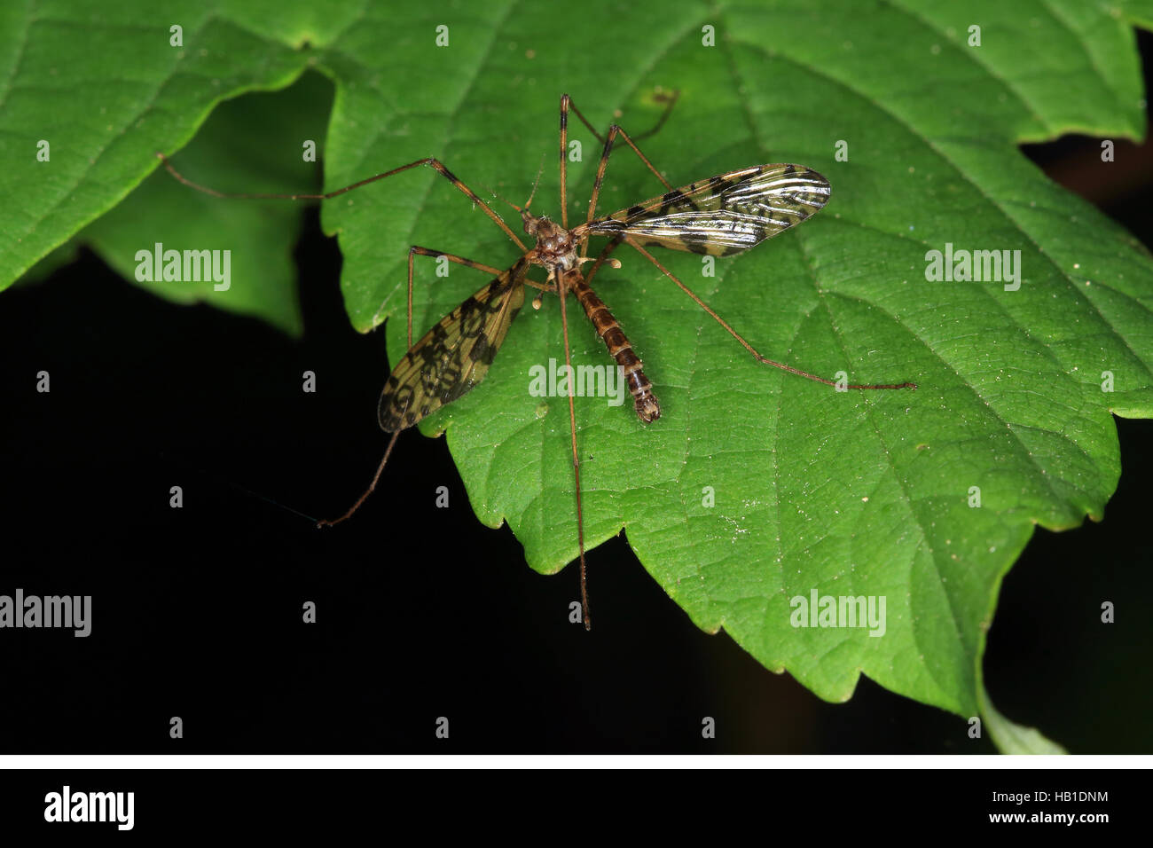 Crane fly diptera hi-res stock photography and images - Alamy