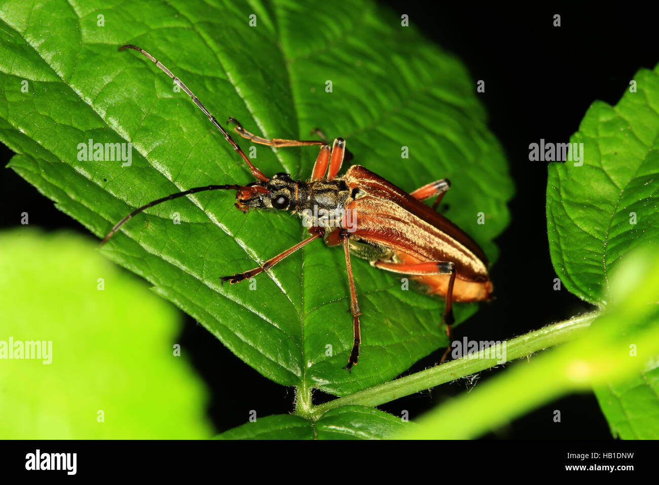 Longhornbeetle, Stenocorus meridianus Stock Photo - Alamy