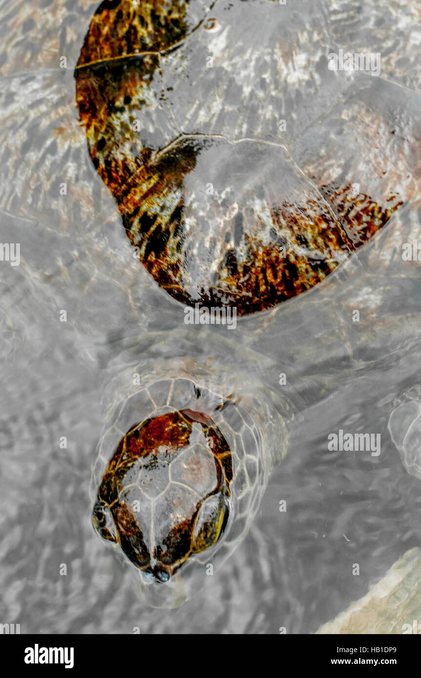 Green Sea Turtle from Above Stock Photo - Alamy