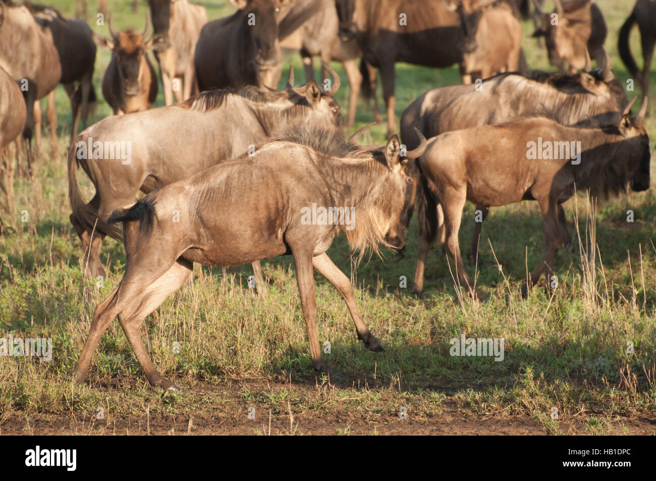 Gnu Run High Resolution Stock Photography and Images - Alamy