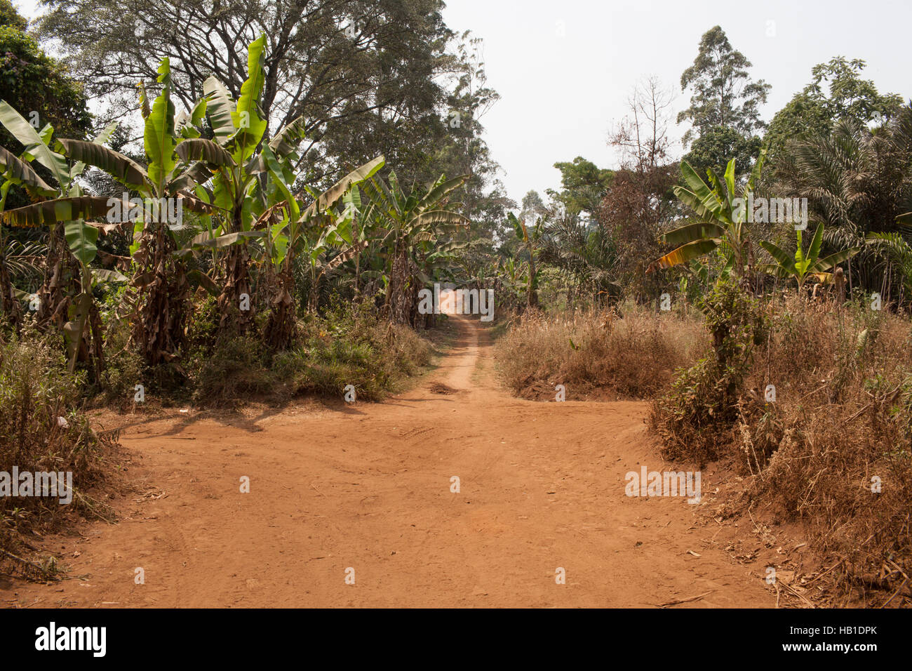 Rural African dusty track in the hamlet of Bambili north west Cameroon ...