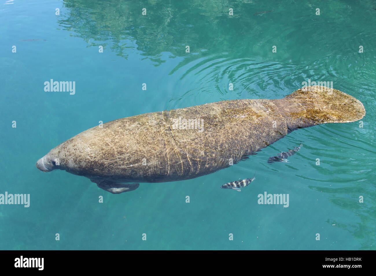 Manatee boat hi-res stock photography and images - Alamy