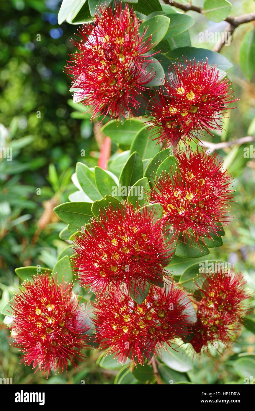 Callistemon laevis hi-res stock photography and images - Alamy