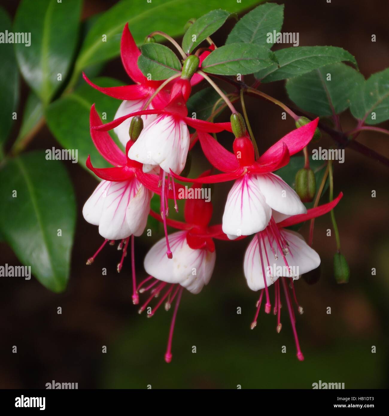 Fuchsien hi-res stock photography and images - Alamy