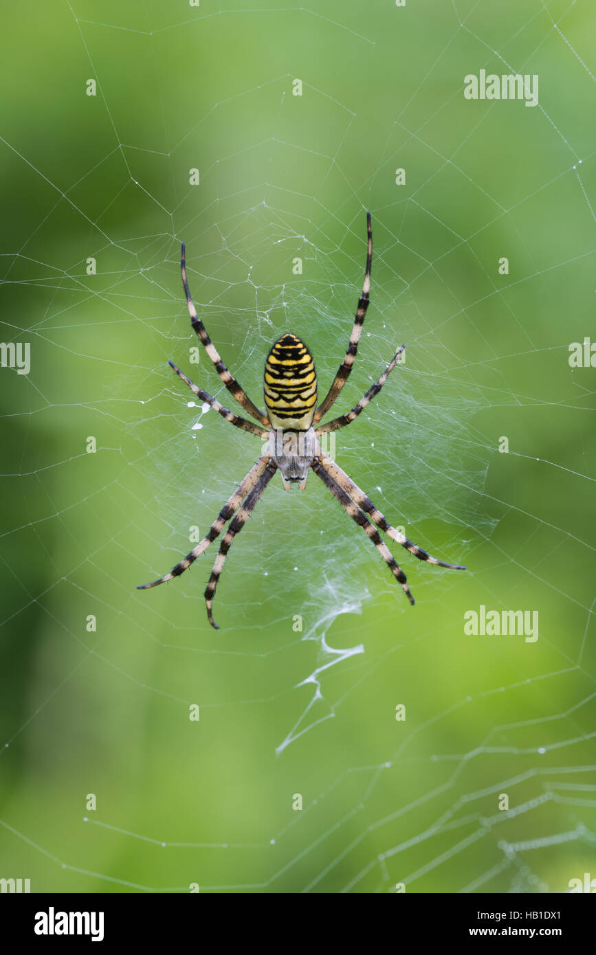Wasp spider zebraspinne hi-res stock photography and images - Alamy
