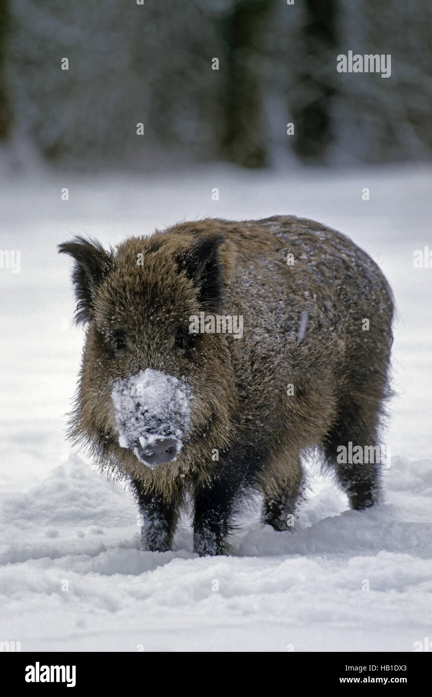 Young Wild Boar in winter Stock Photo - Alamy