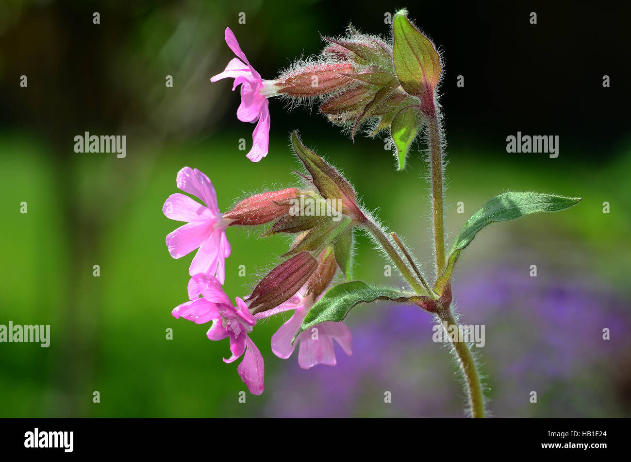 rattleweed; flower; blossom Stock Photo - Alamy