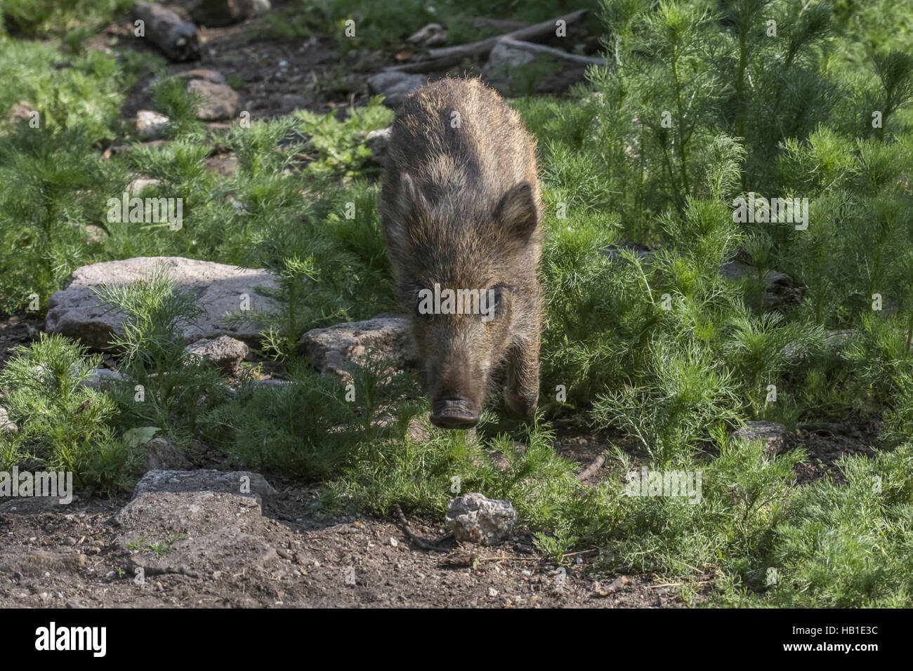 Wild boar (Sus scrofa Stock Photo - Alamy