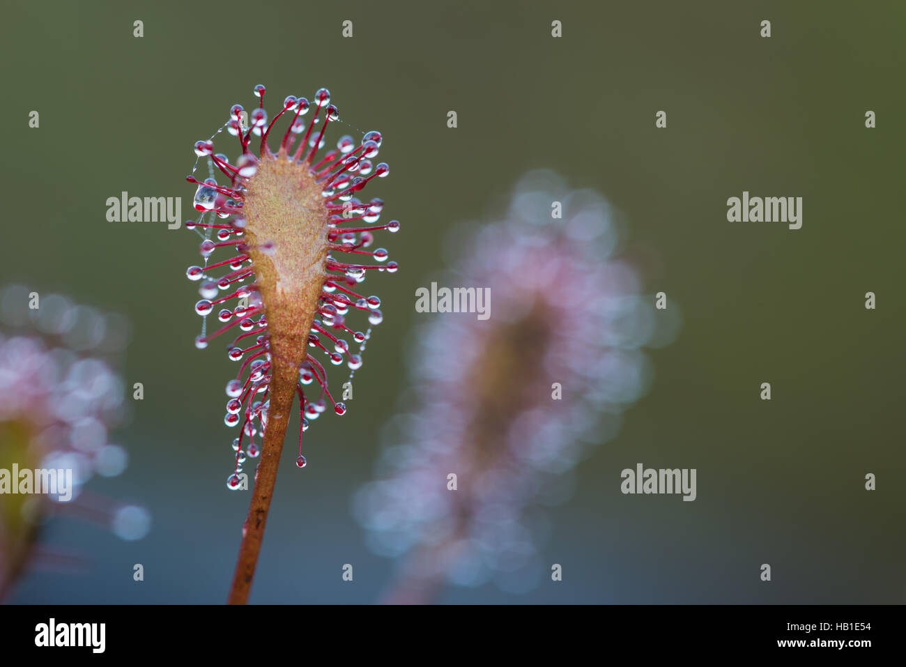 Drosera tokaiensis hi-res stock photography and images - Alamy