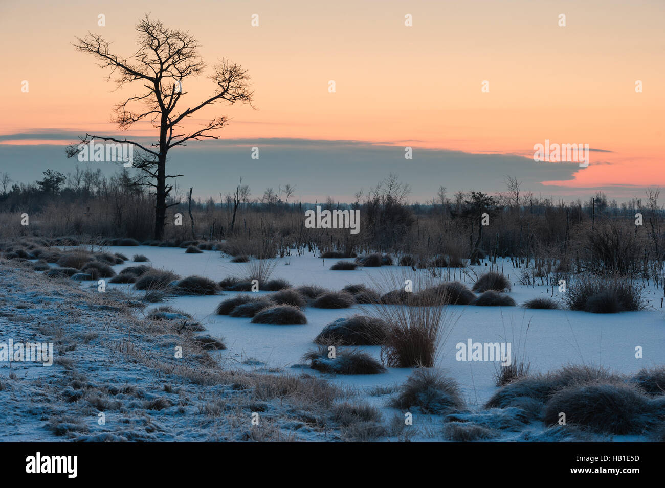 Marsh in Germany Stock Photo - Alamy
