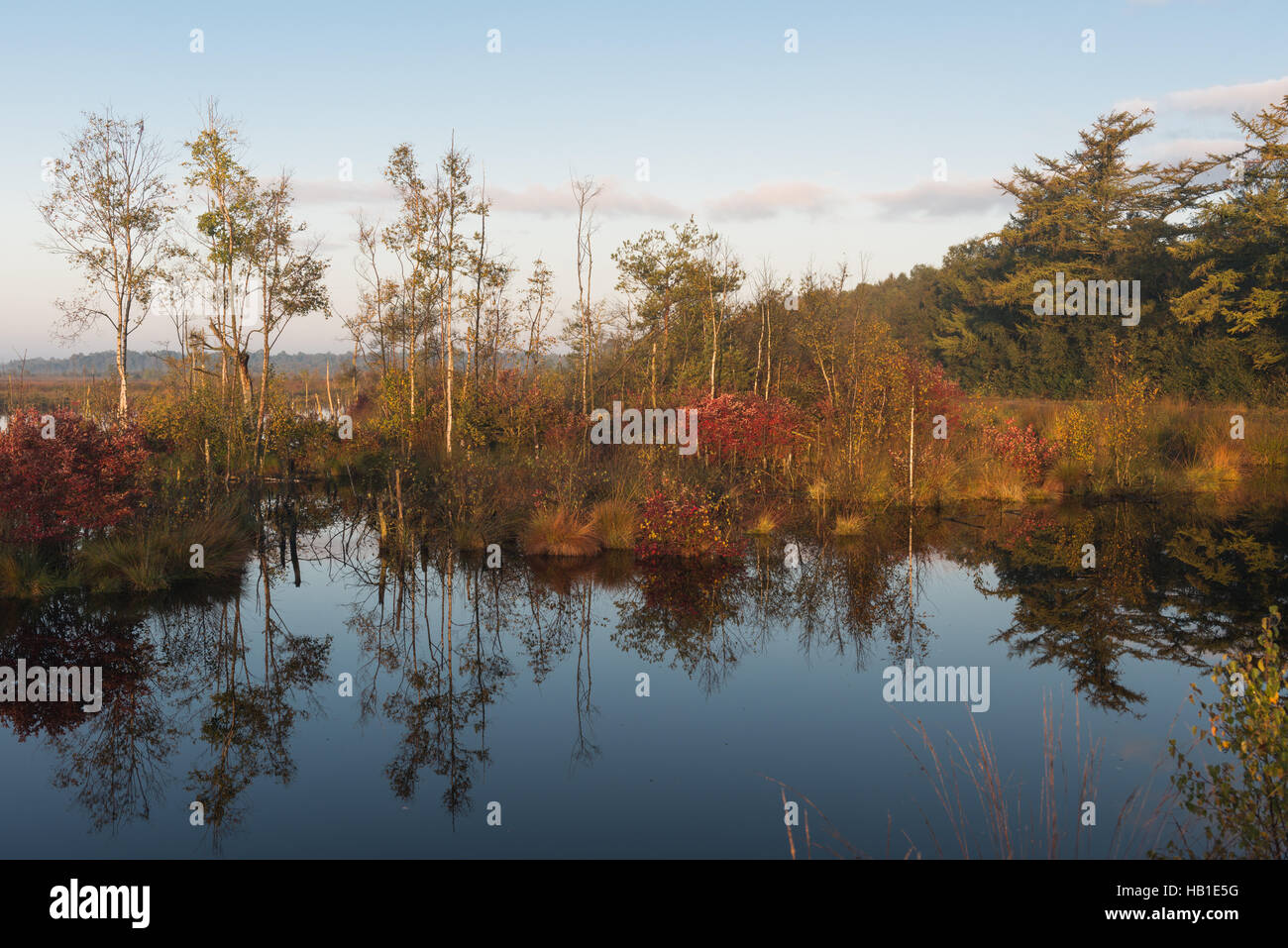 Marsh in Germany Stock Photo - Alamy