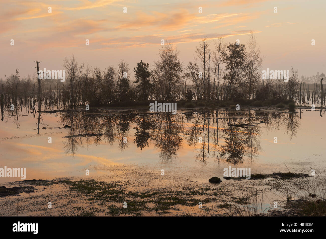 Marsh in Germany Stock Photo - Alamy