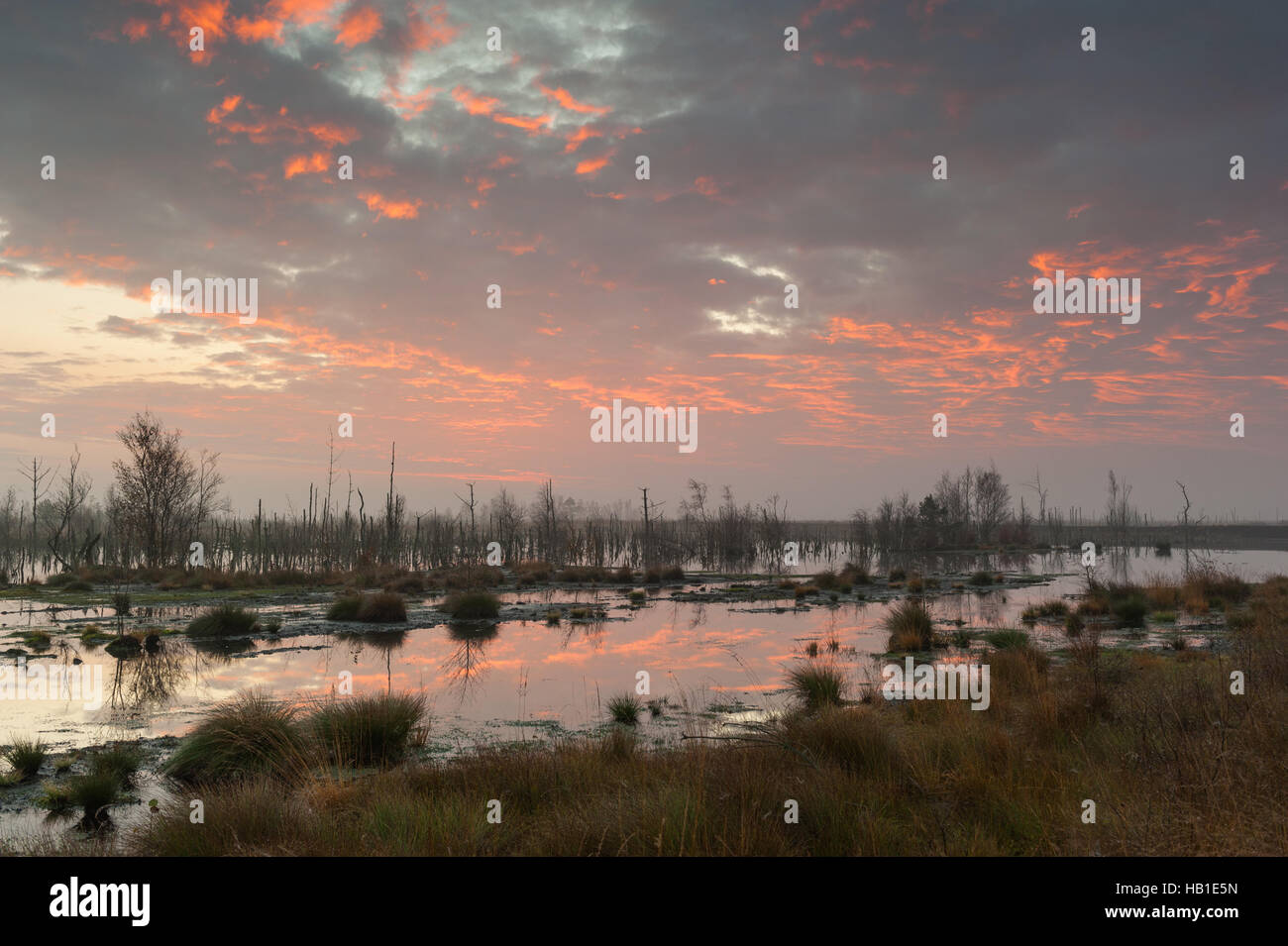 Marsh in Germany Stock Photo - Alamy