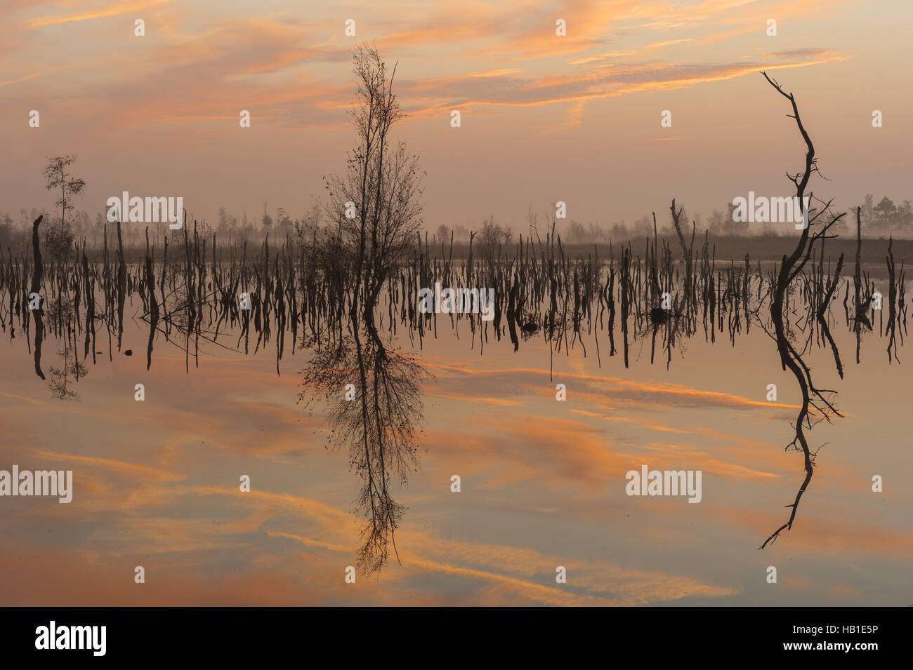 Marsh in Germany Stock Photo - Alamy