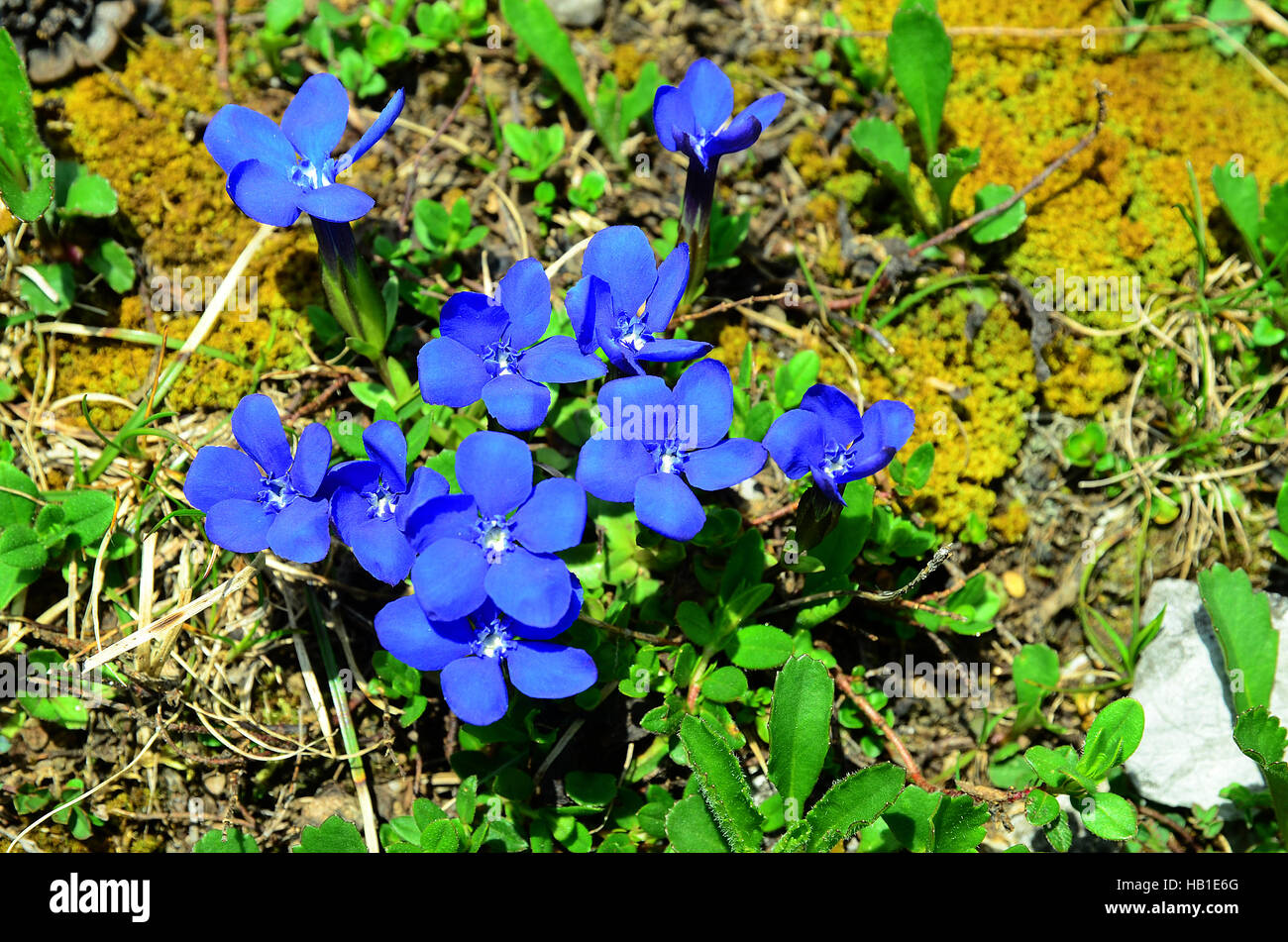 gentian; spring gentian Stock Photo - Alamy